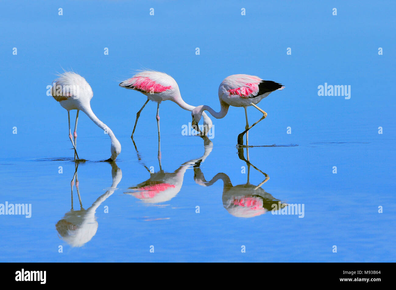Three pink big birds Flamingo in the water. Atacama Desert. Chile Stock ...