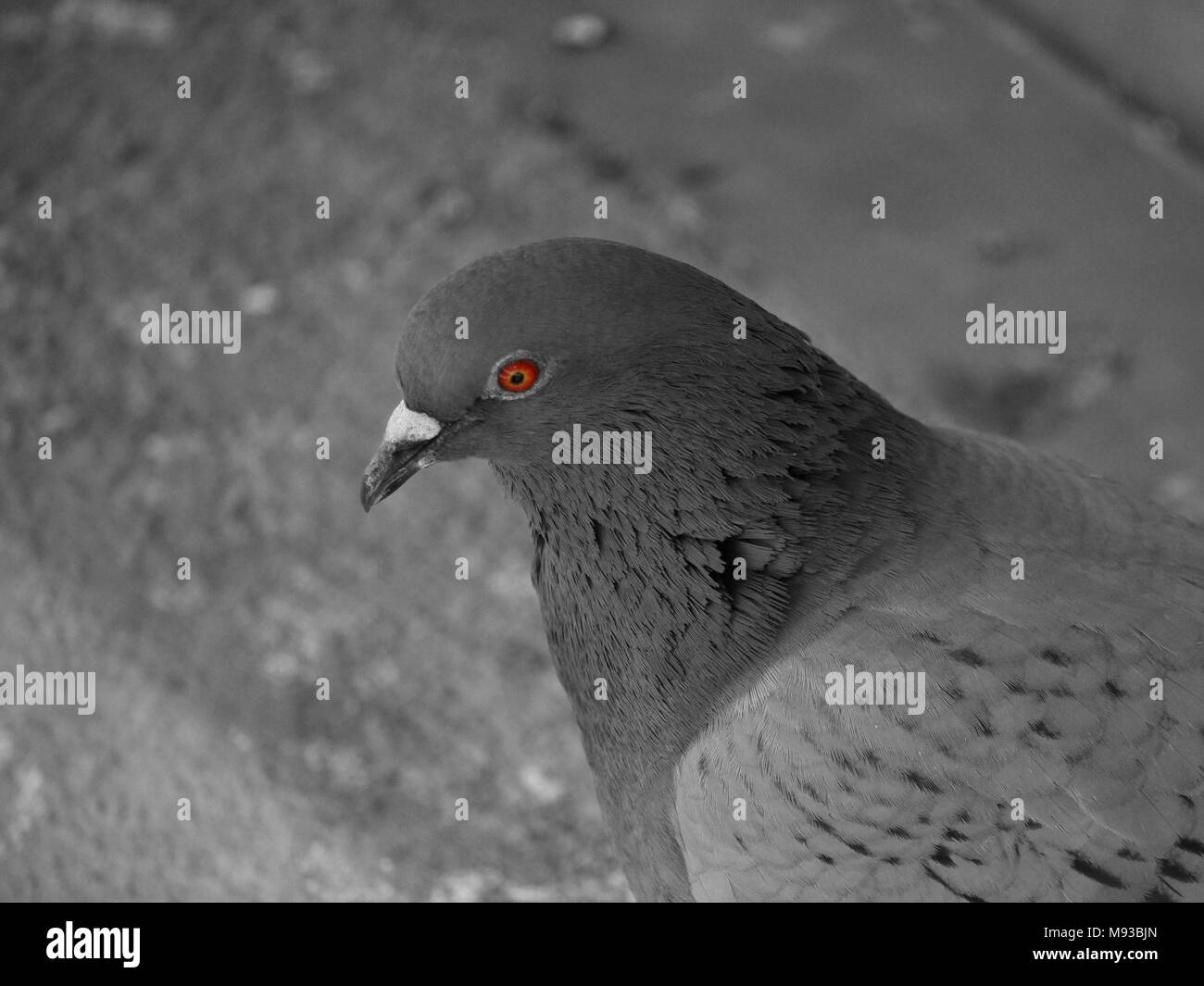 Pigeon in splash hi-res stock photography and images - Alamy