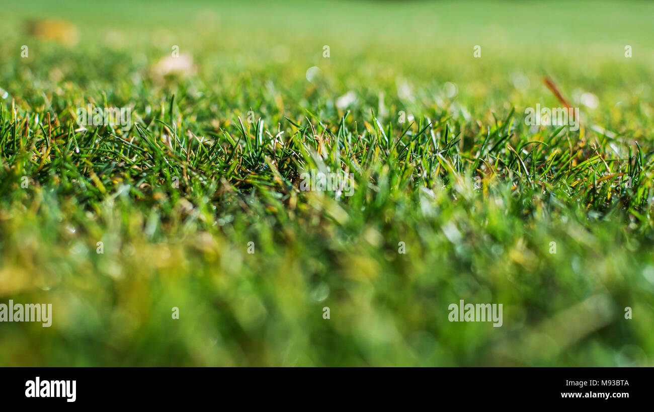 green grass on blur green background. bokeh Stock Photo - Alamy