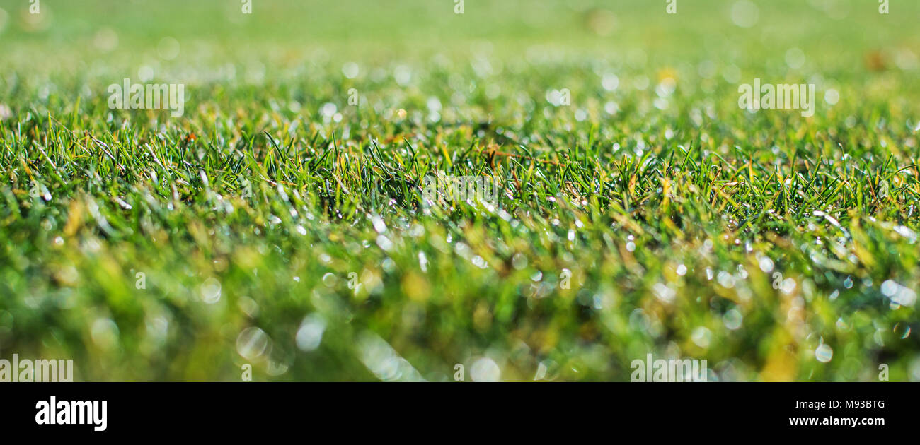 green grass on blur green background. bokeh Stock Photo - Alamy