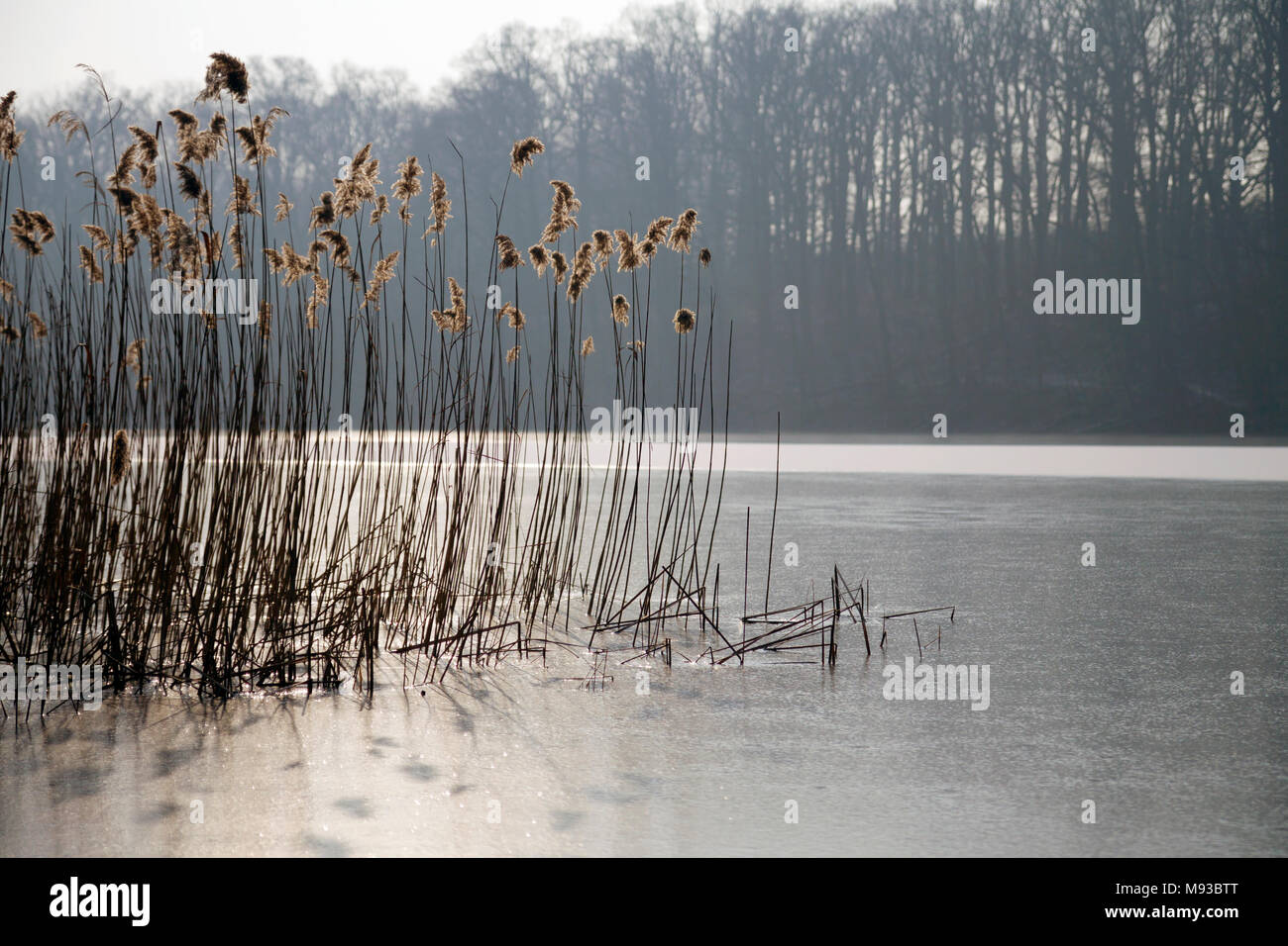 Phragmites australis, Cane by the winter lake Stock Photo - Alamy