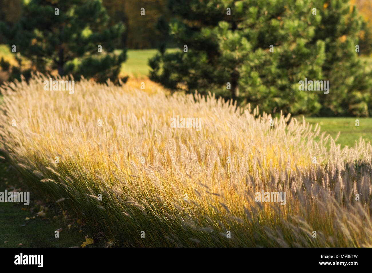 Soft sun hi-res stock photography and images - Alamy