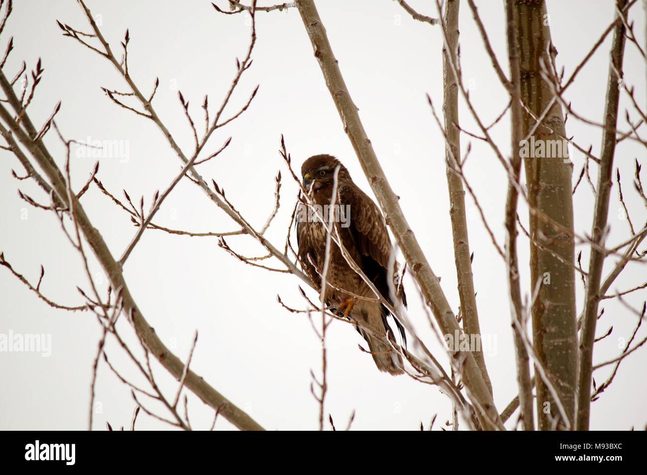 Common buzzard on tree Stock Photo - Alamy