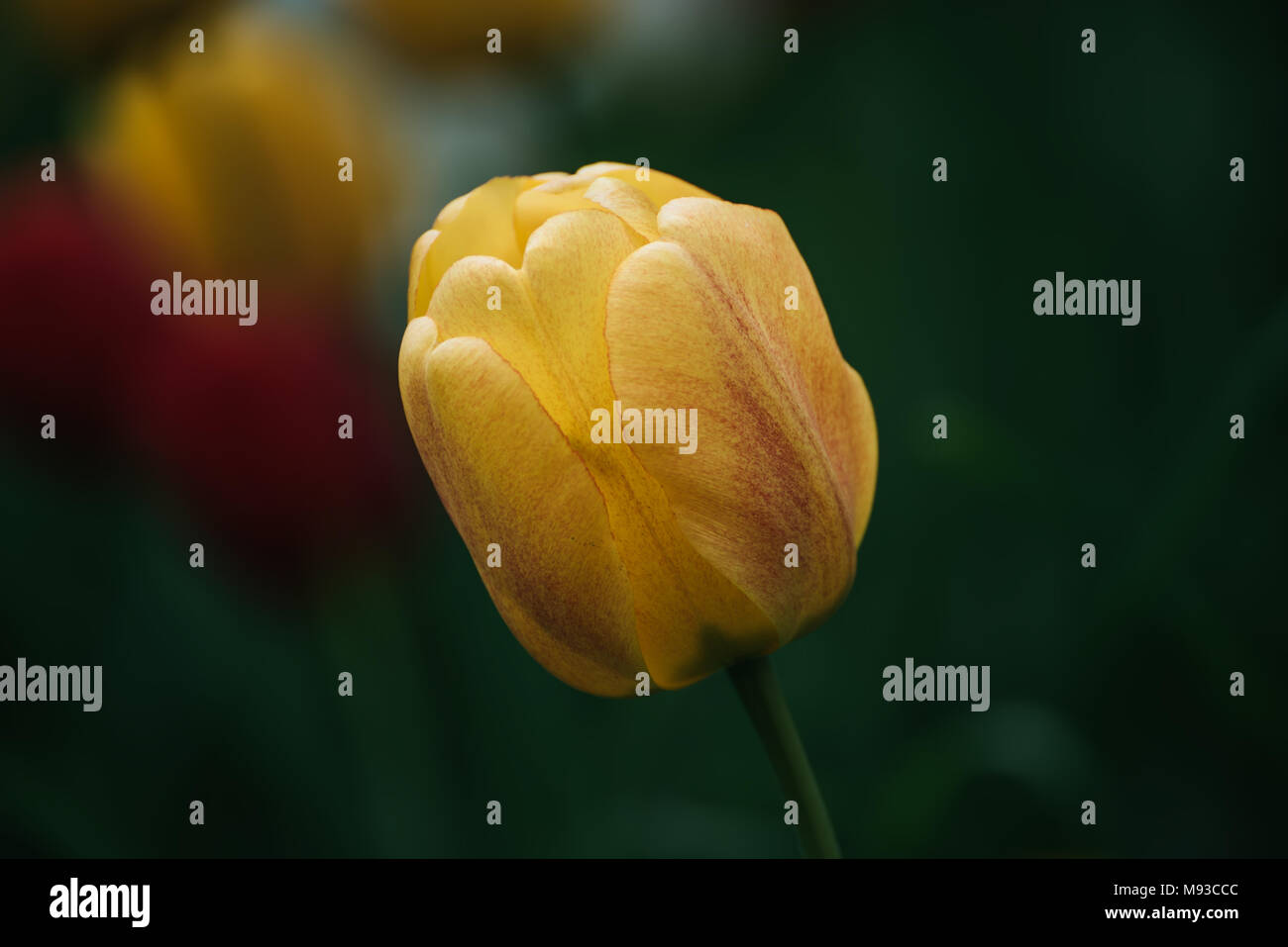 Single tulip flower Stock Photo - Alamy