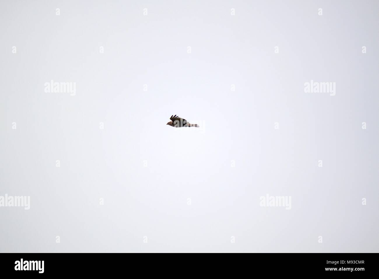 Common buzzard flying Stock Photo - Alamy