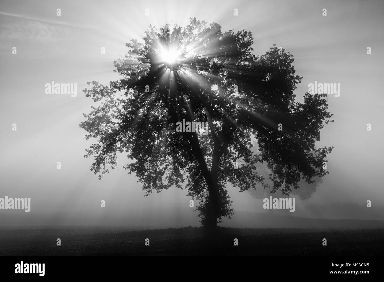 Single tree in the fog Stock Photo - Alamy