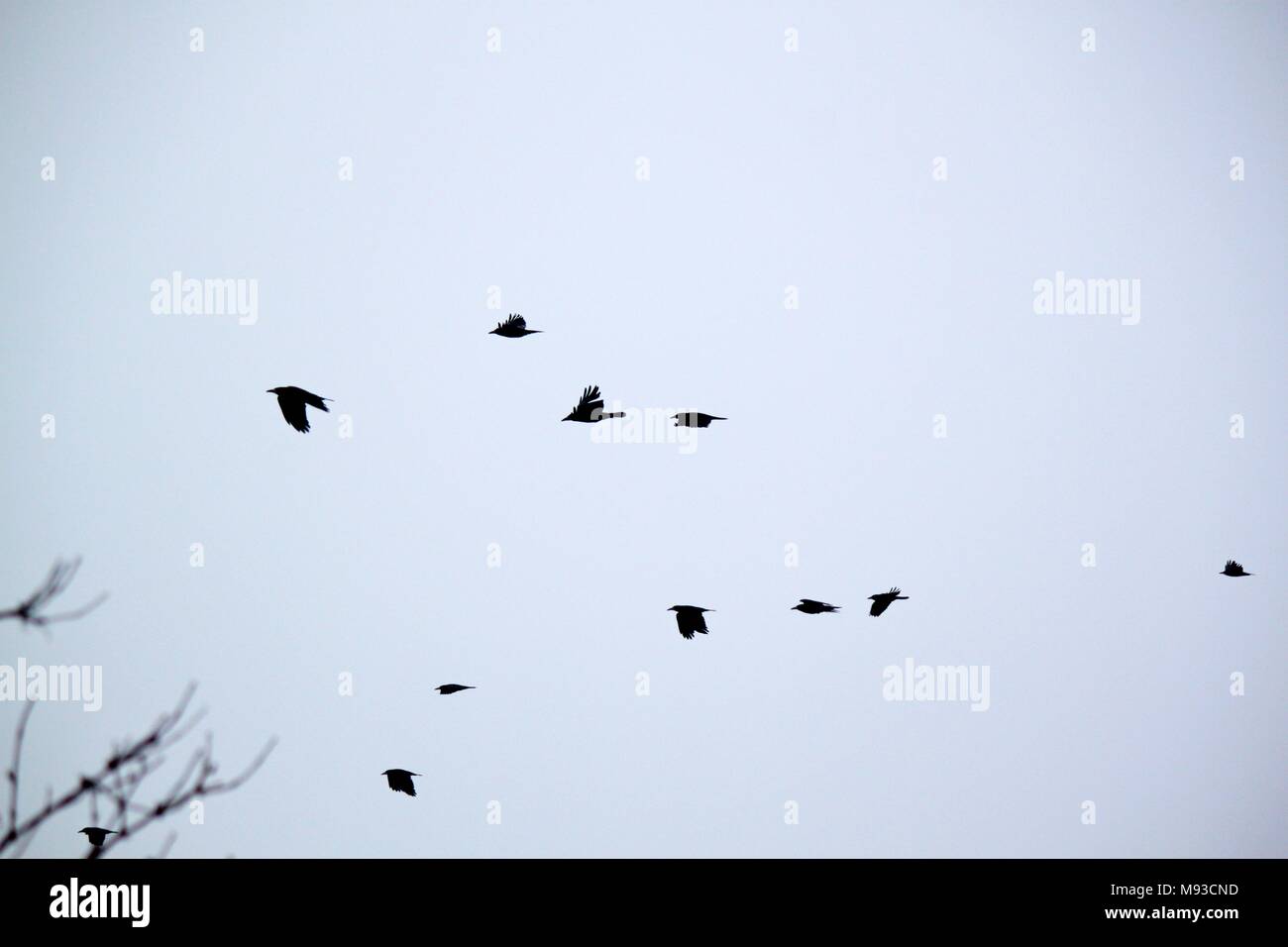 Flying black crows hi-res stock photography and images - Alamy