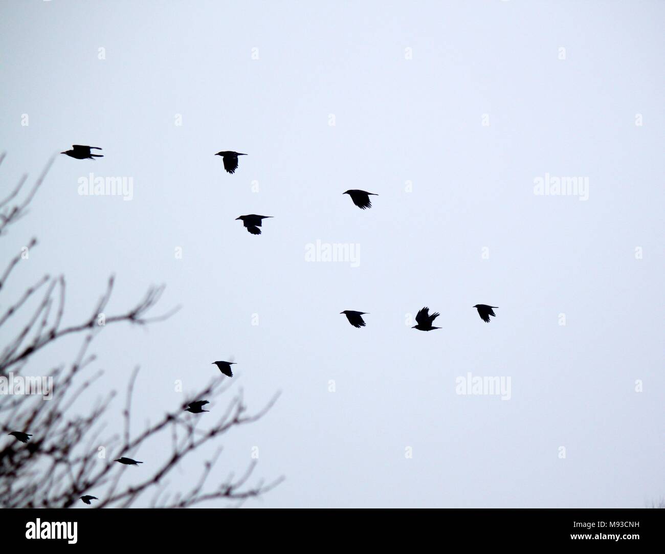Crows flying hi-res stock photography and images - Alamy