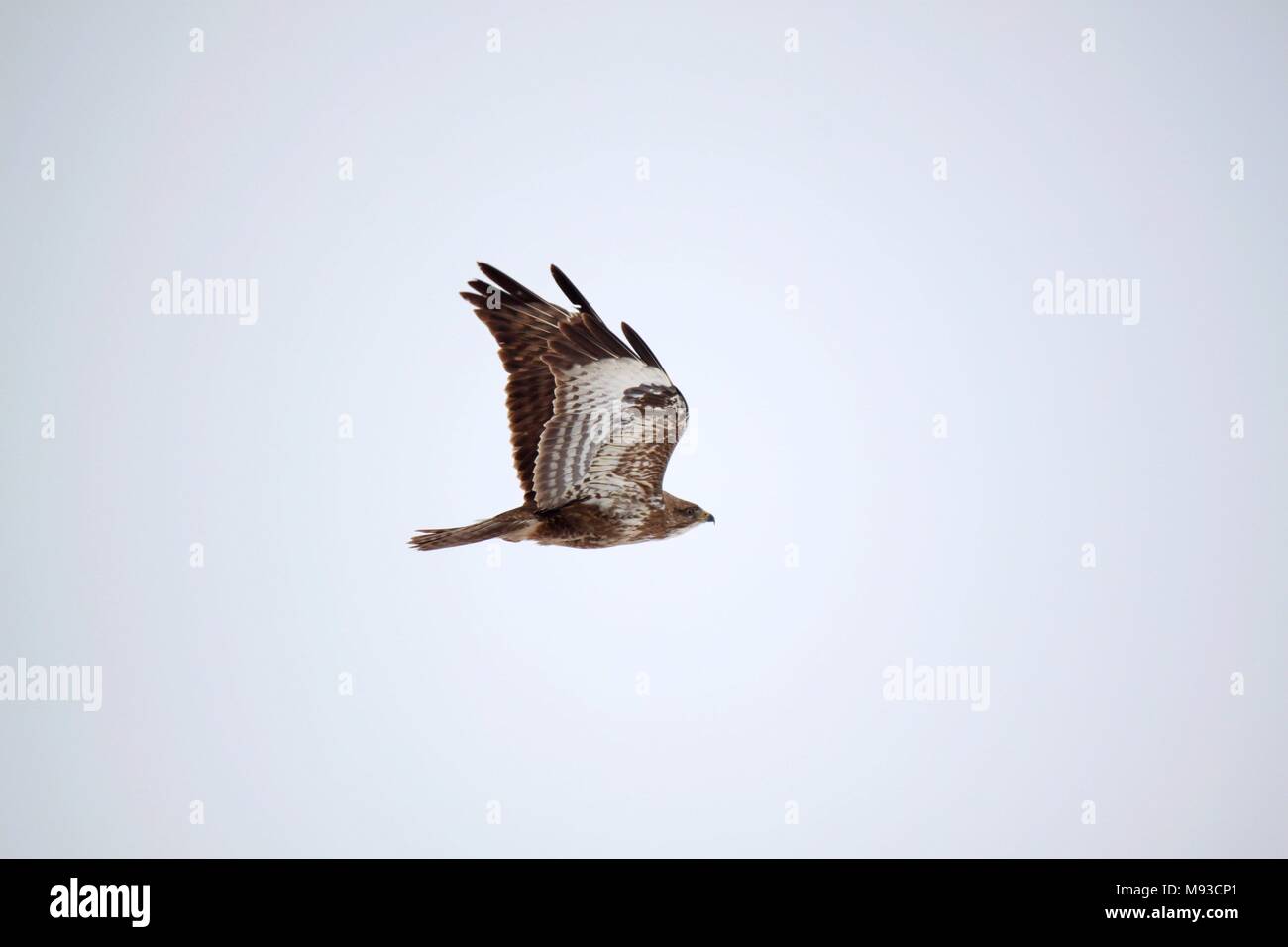 Common buzzard flying Stock Photo - Alamy