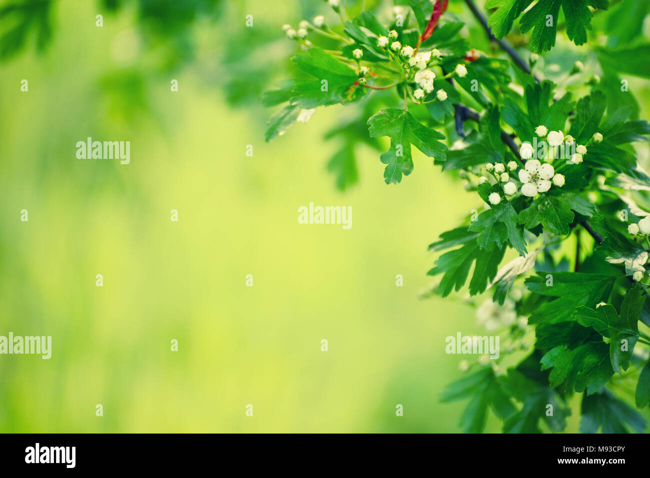 Spring flowers frame Stock Photo - Alamy