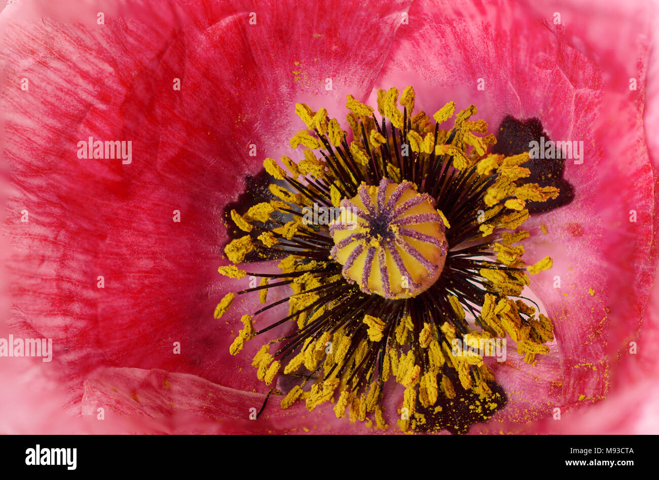 Poppy flower background Stock Photo - Alamy