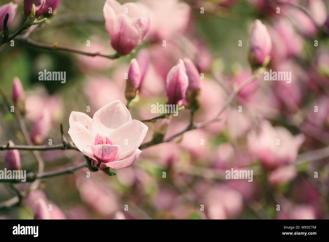 Magnolia spring flowers Stock Photo - Alamy