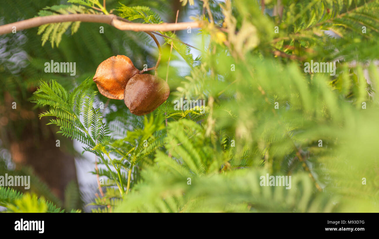 Native plant of south america hi-res stock photography and images - Alamy