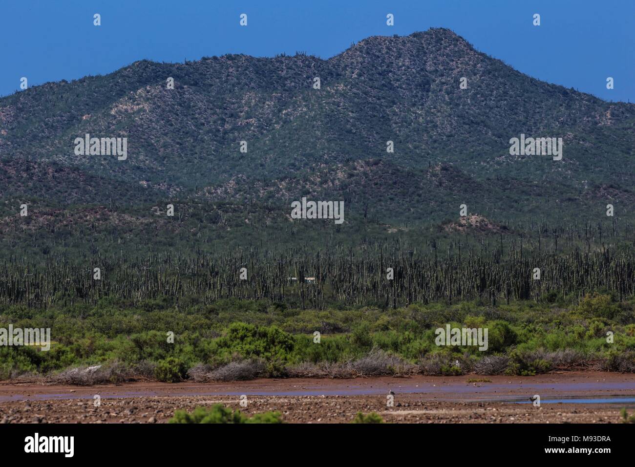 Estero and channels of aquatic shrimp farms, in the vicinity of the ...