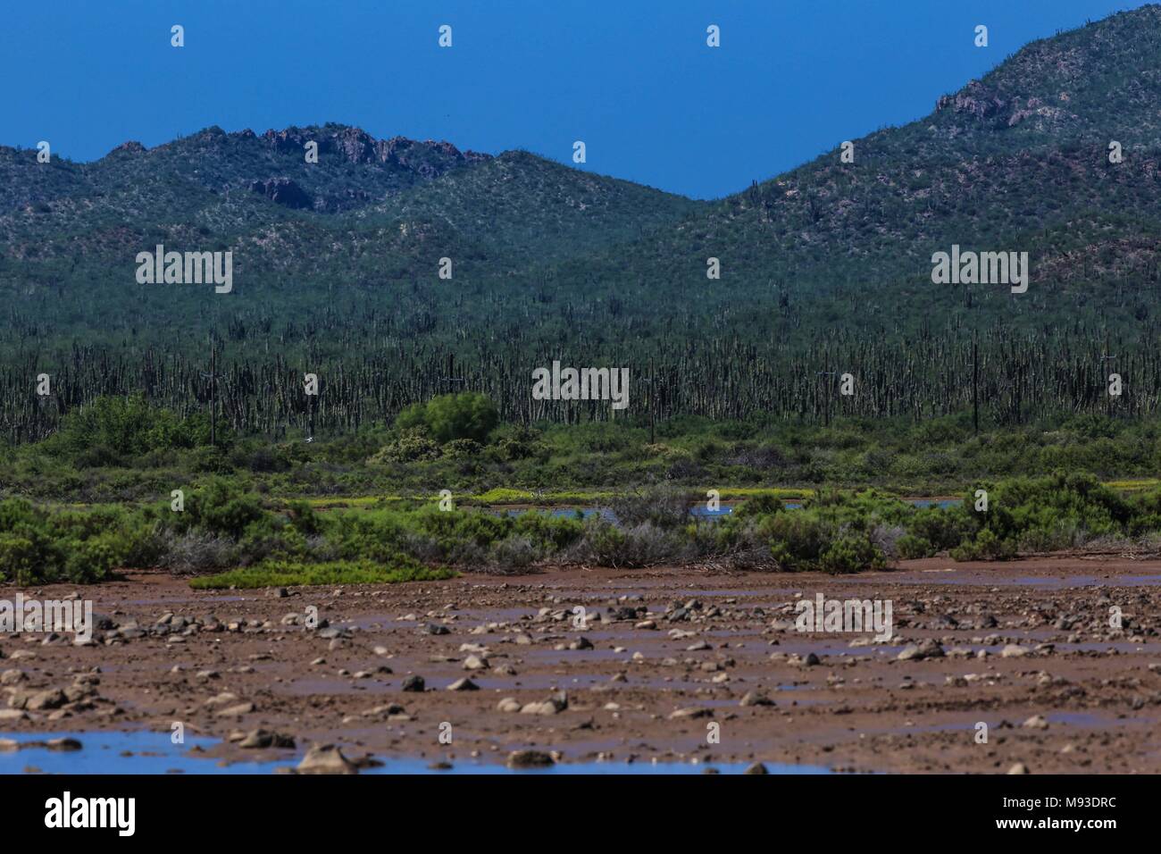 Estero and channels of aquatic shrimp farms, in the vicinity of the ...