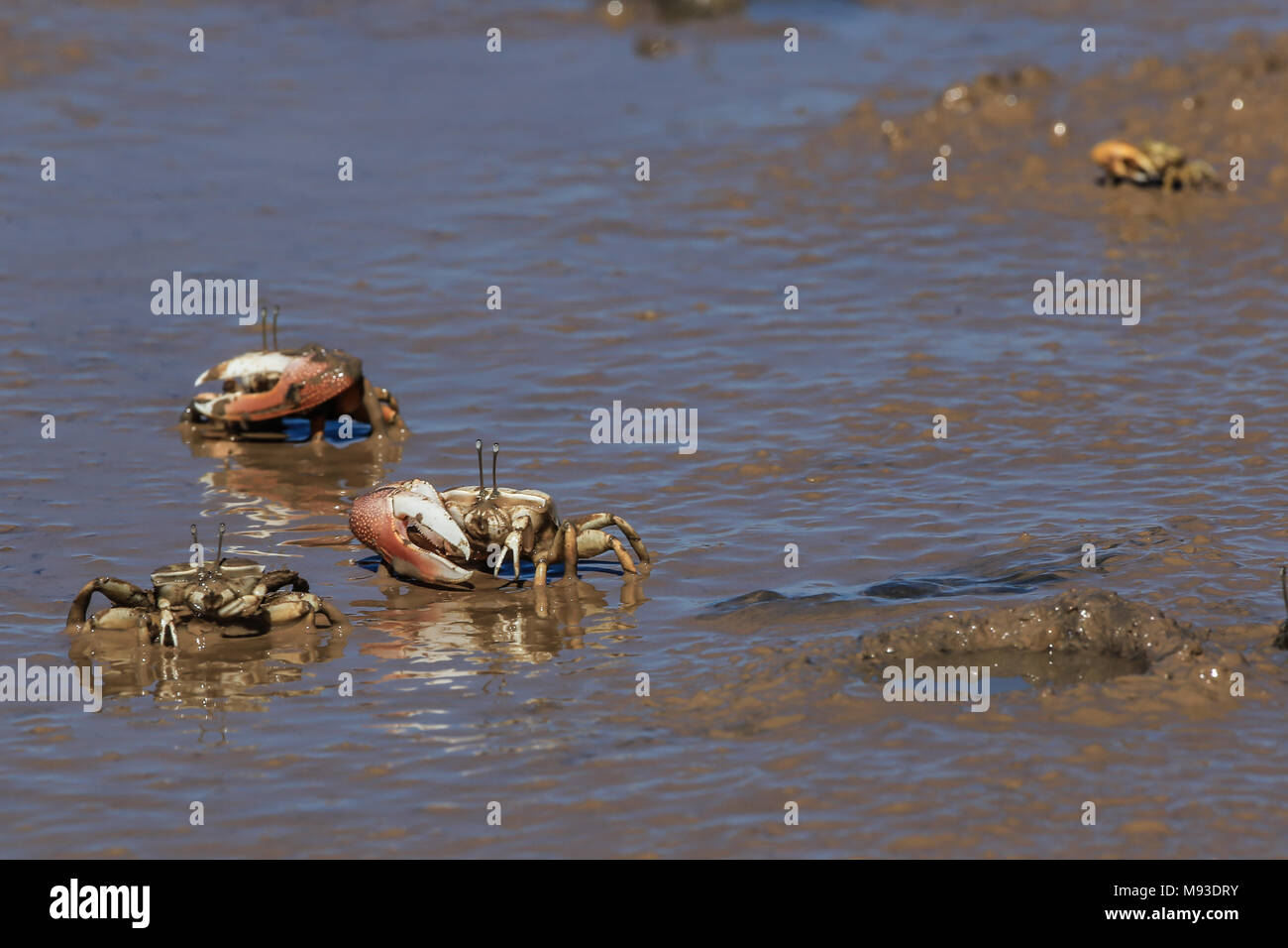 Estero and channels of aquatic shrimp farms, in the vicinity of the ...
