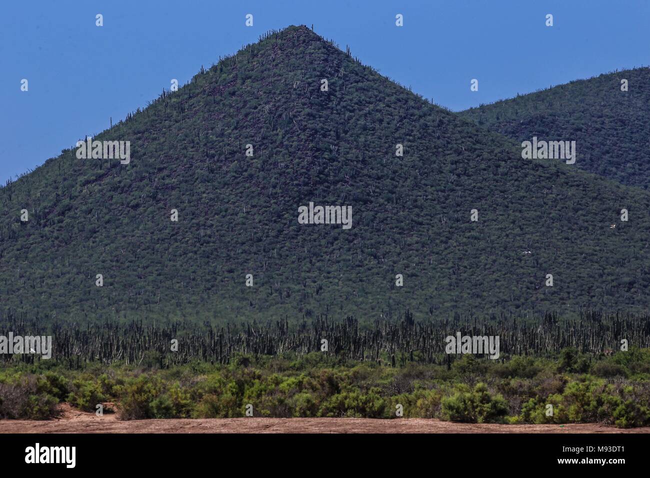 Estero and channels of aquatic shrimp farms, in the vicinity of the ...