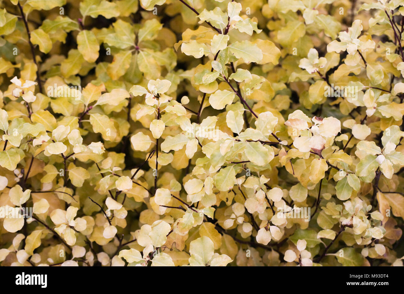 Pittosporum tenuifolium 'Warnham Gold' Stock Photo - Alamy