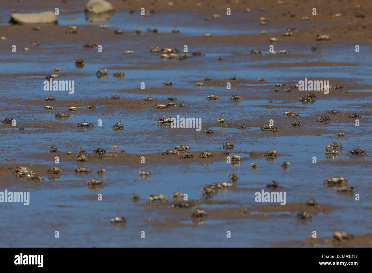 Estero and channels of aquatic shrimp farms, in the vicinity of the ...