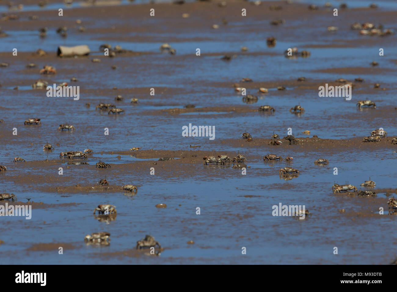 Estero and channels of aquatic shrimp farms, in the vicinity of the ...