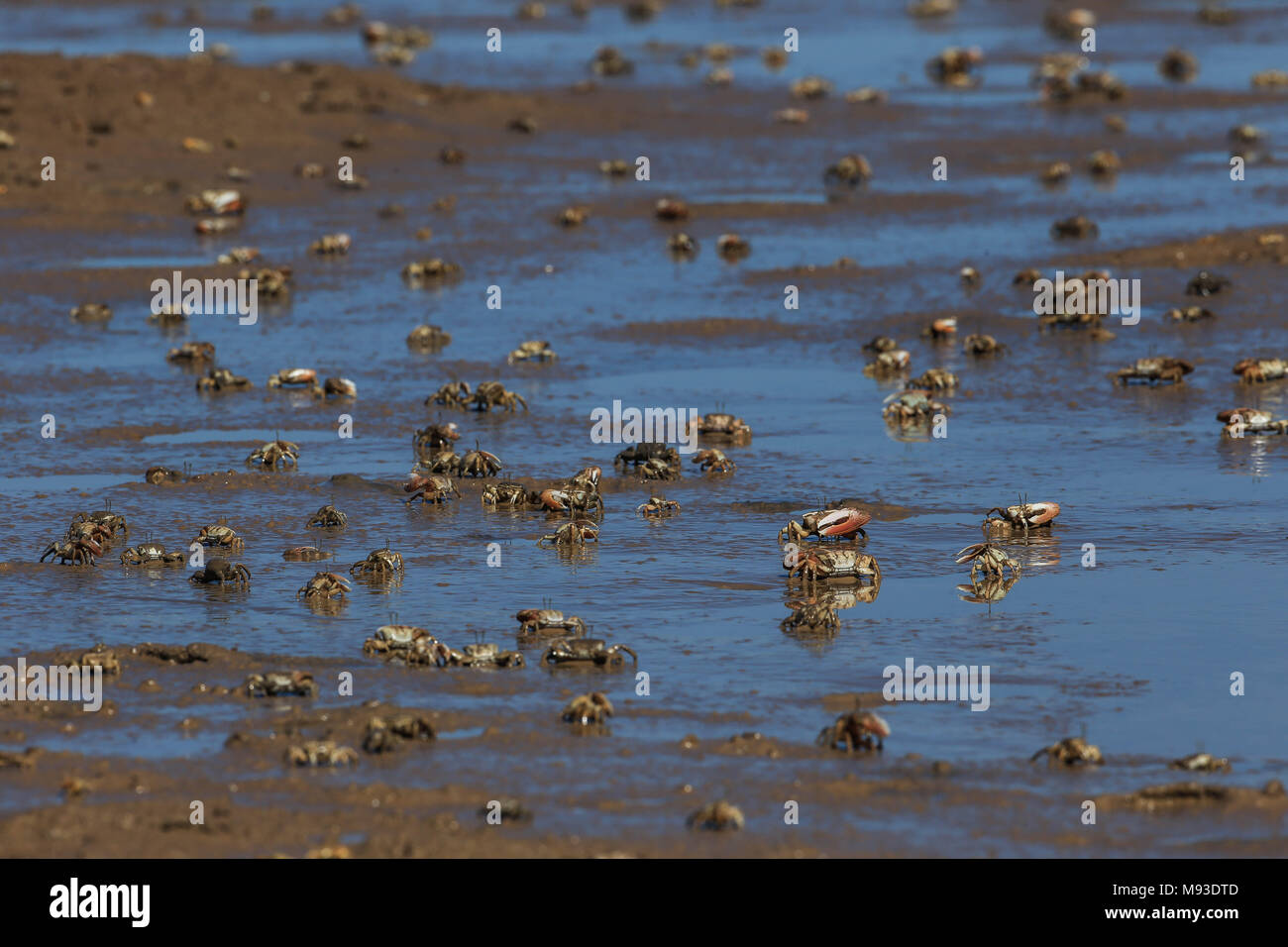Estero and channels of aquatic shrimp farms, in the vicinity of the ...