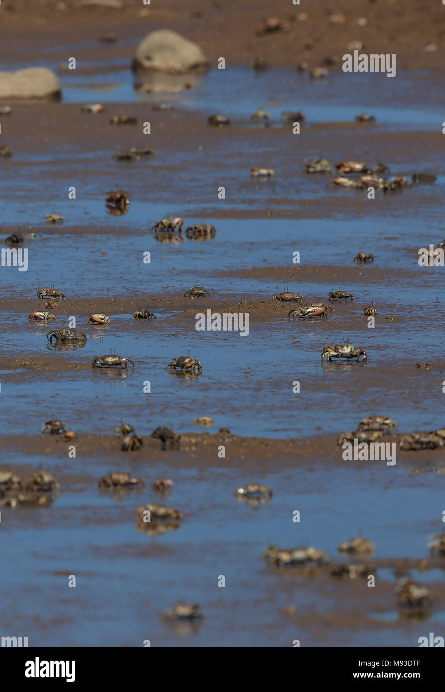 Estero and channels of aquatic shrimp farms, in the vicinity of the ...