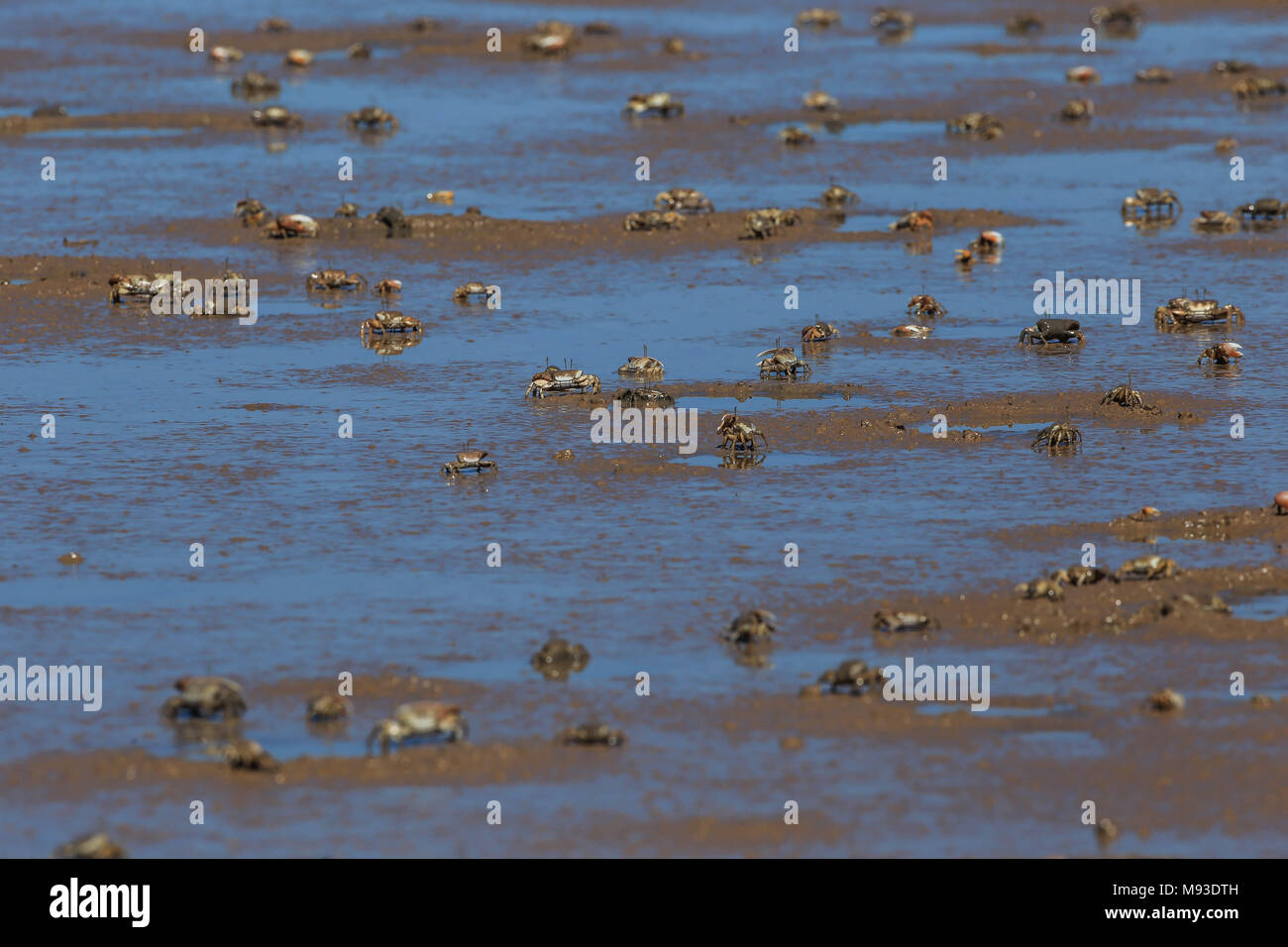 Estero and channels of aquatic shrimp farms, in the vicinity of the ...
