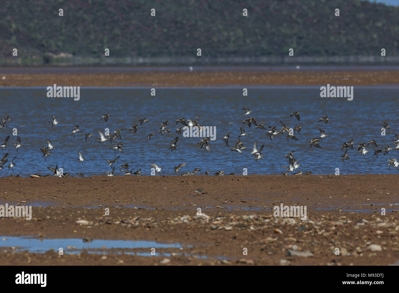 Estero and channels of aquatic shrimp farms, in the vicinity of the ...