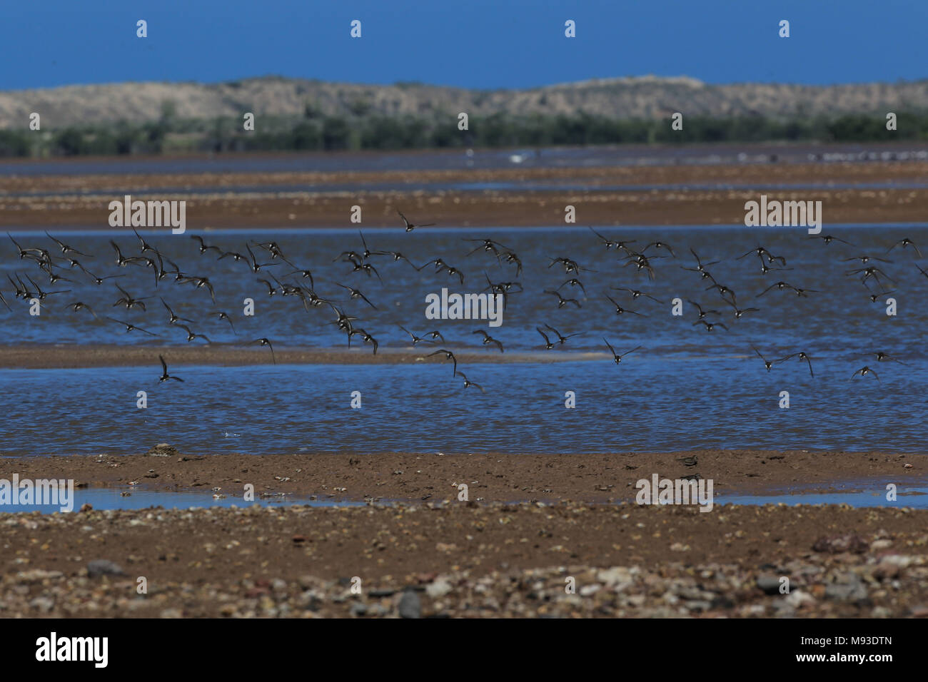 Estero and channels of aquatic shrimp farms, in the vicinity of the ...