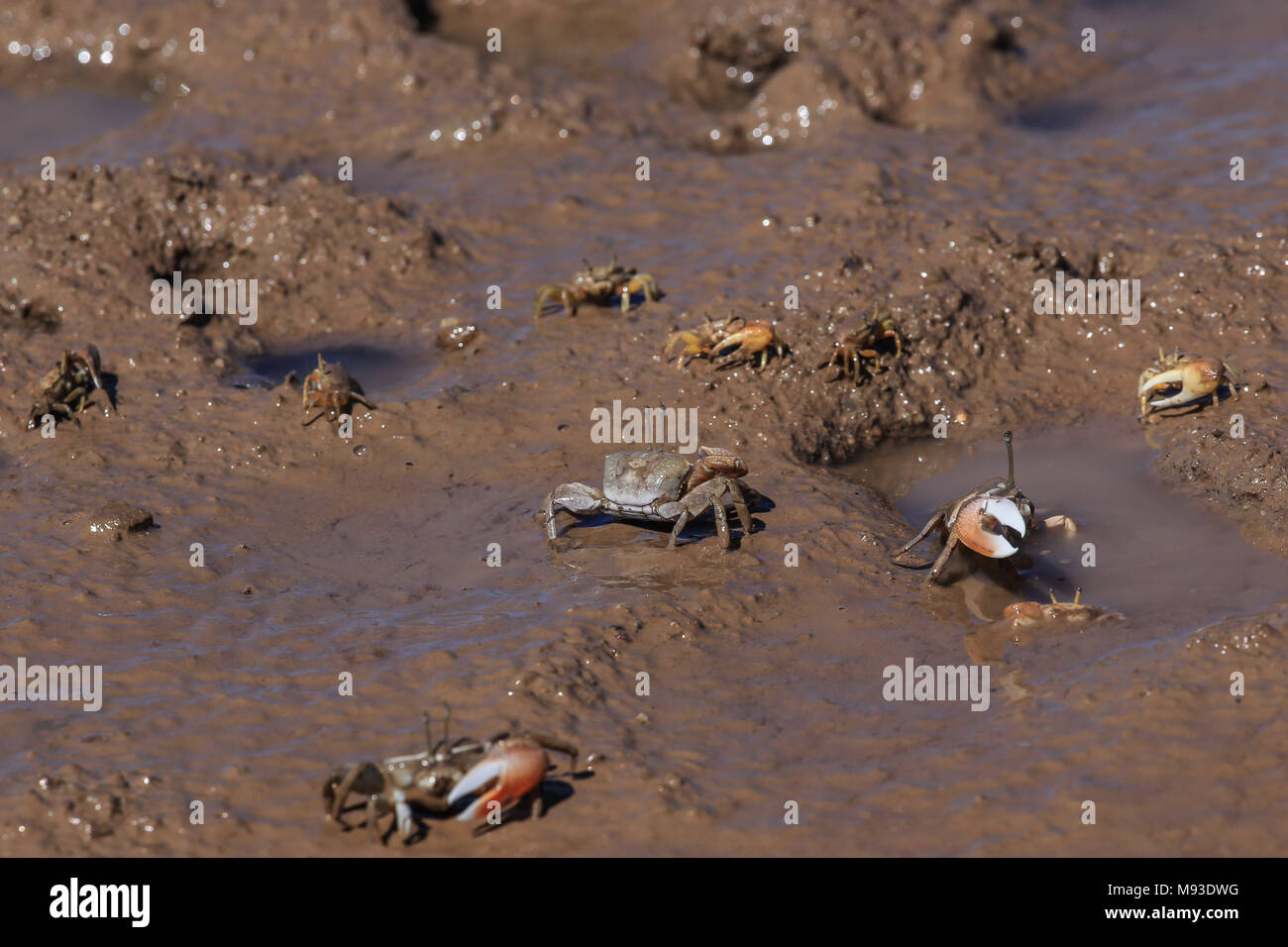 Estero and channels of aquatic shrimp farms, in the vicinity of the ...