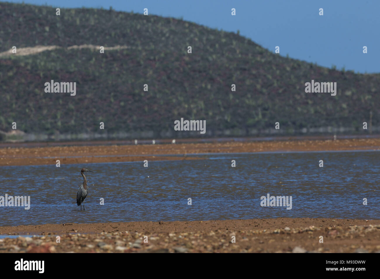 Estero and channels of aquatic shrimp farms, in the vicinity of the ...