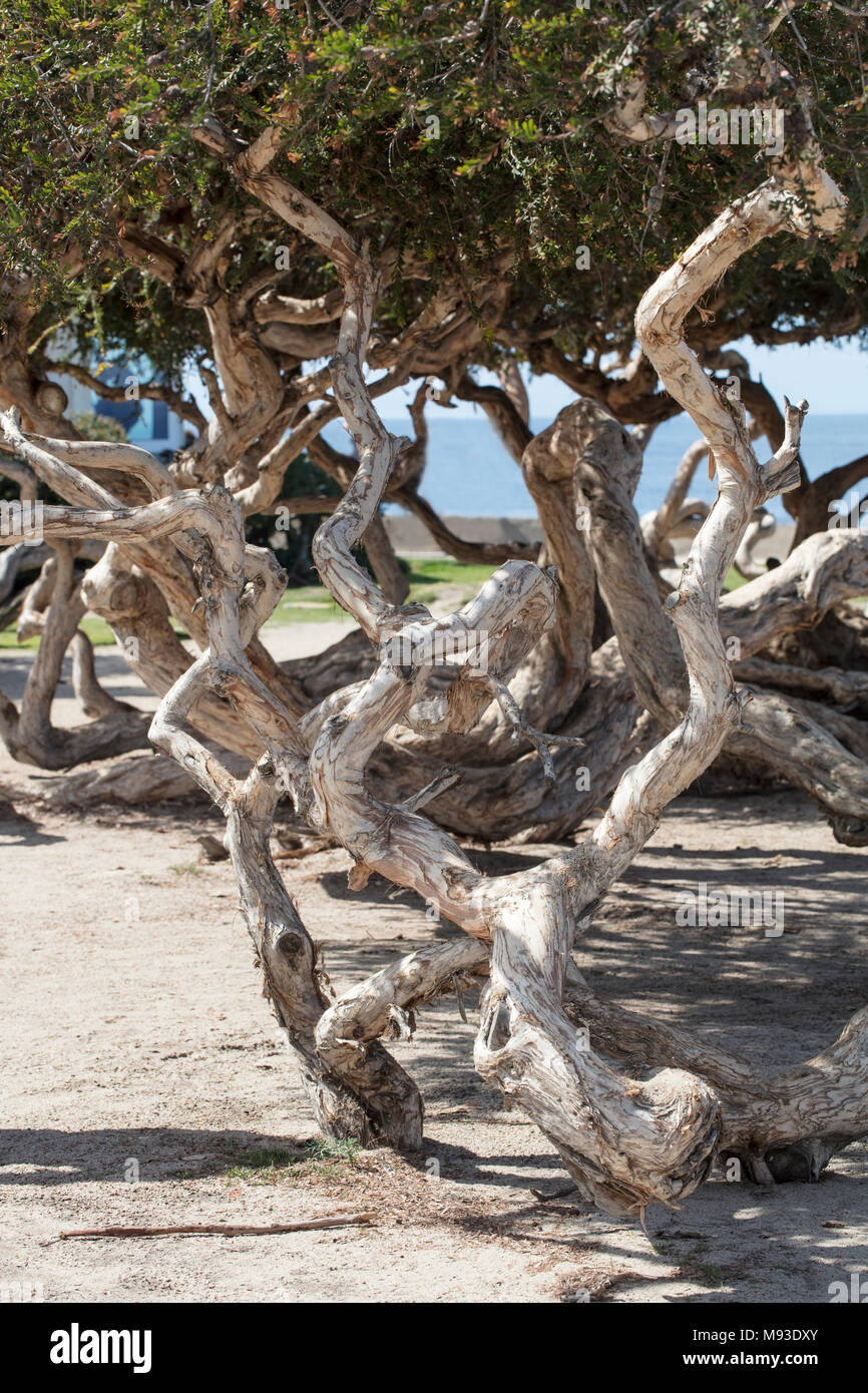 Twisted branches and green leaves on an Australian Tea Tree in La Jolla ...