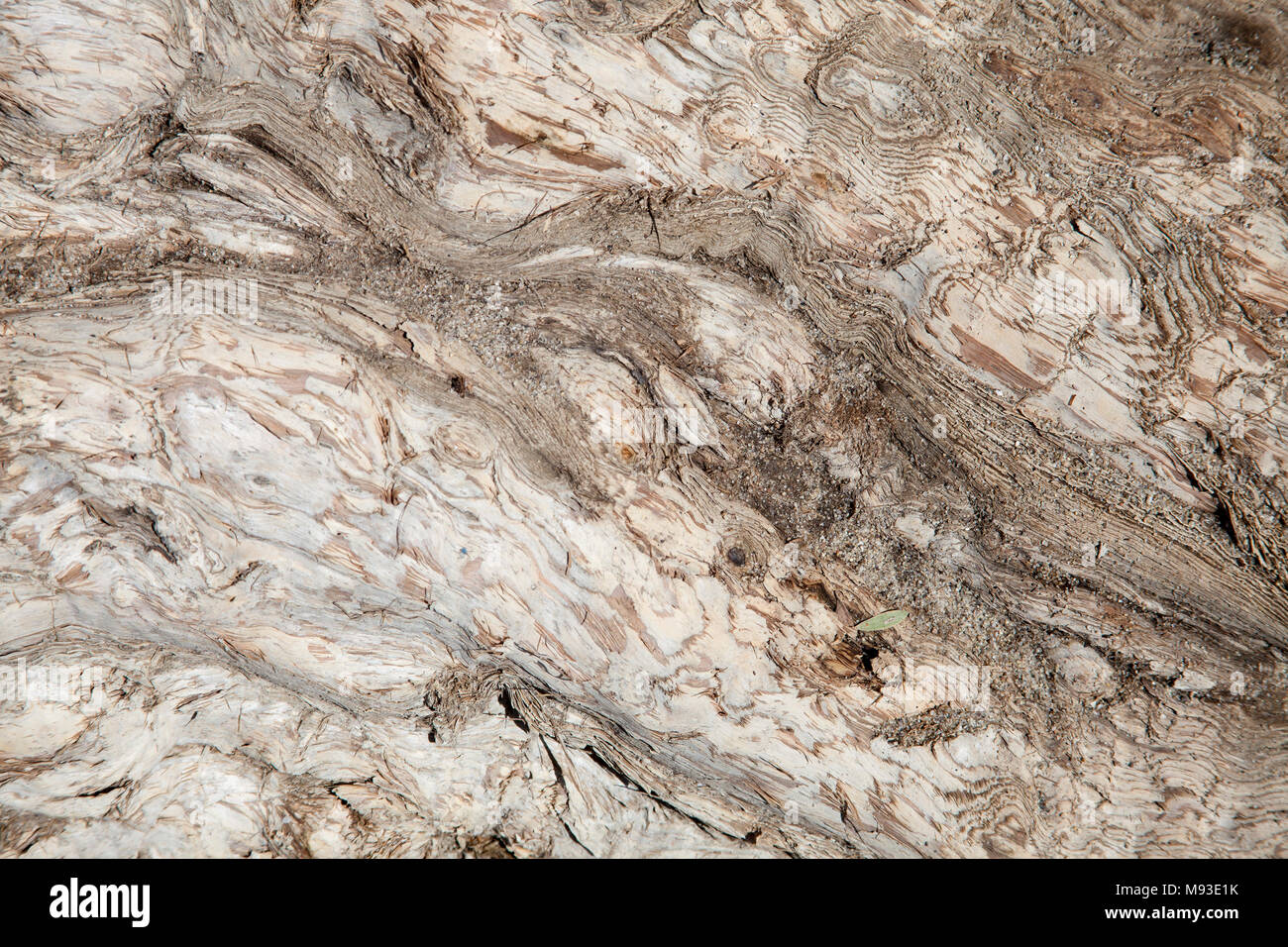 Australian tea tree hi-res stock photography and images - Alamy