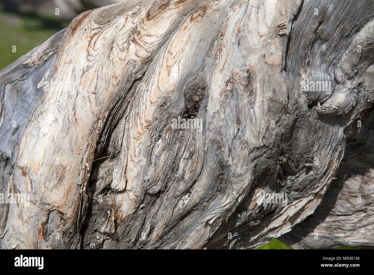 Australian tea tree hi-res stock photography and images - Alamy