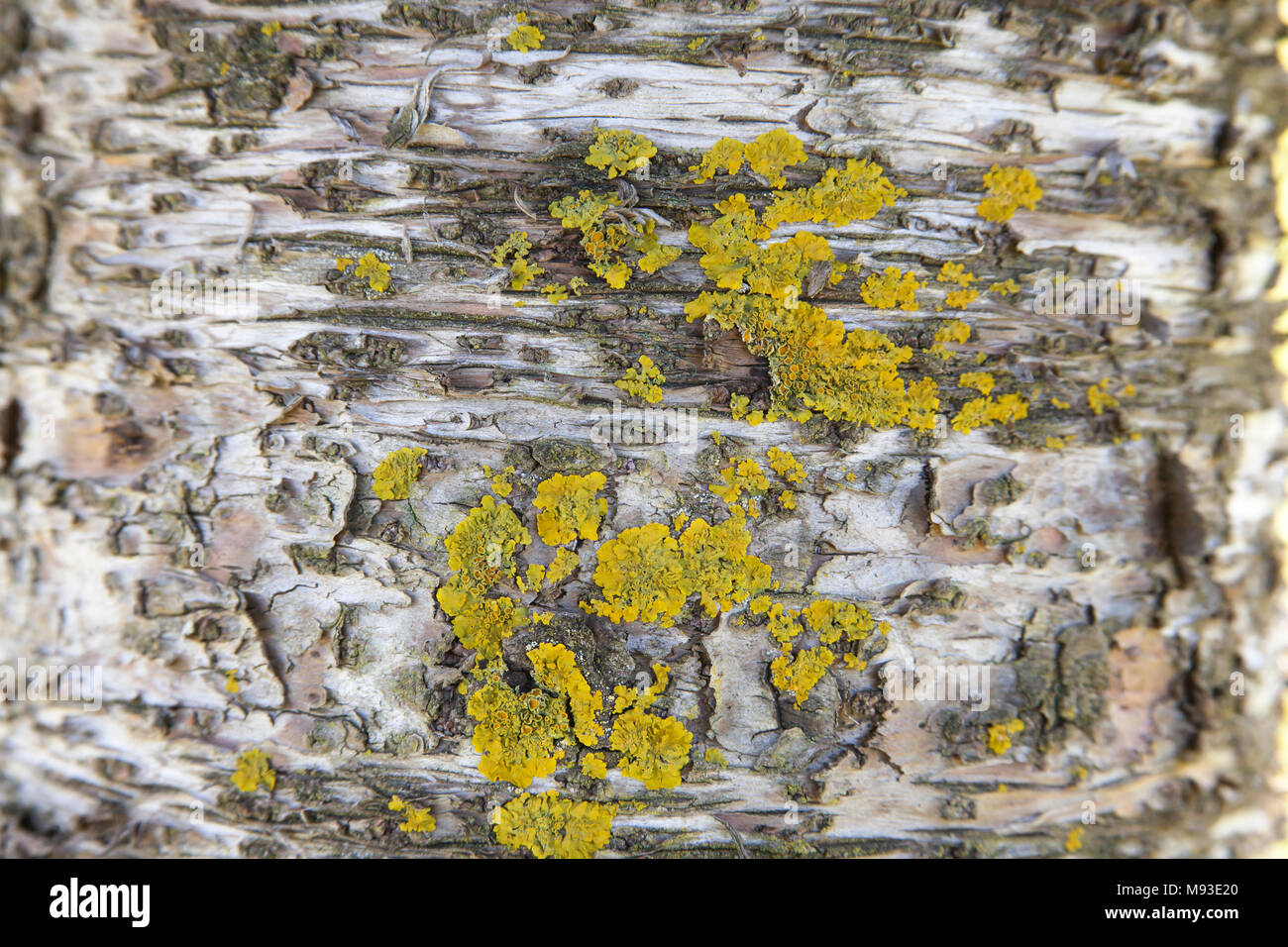 Algae on bark hi-res stock photography and images - Alamy
