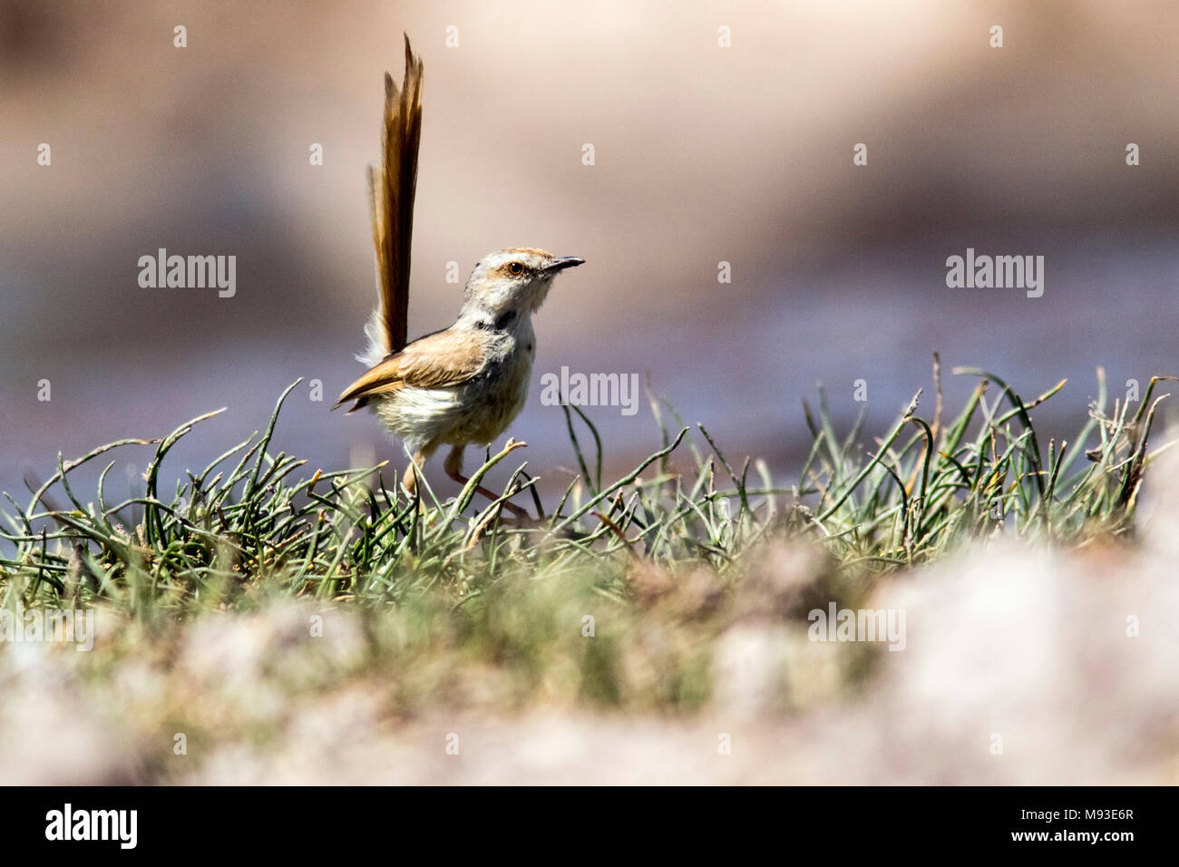 Tawny-flanked prinia (Prinia subflava) - Onkolo Hide, Onguma Game ...