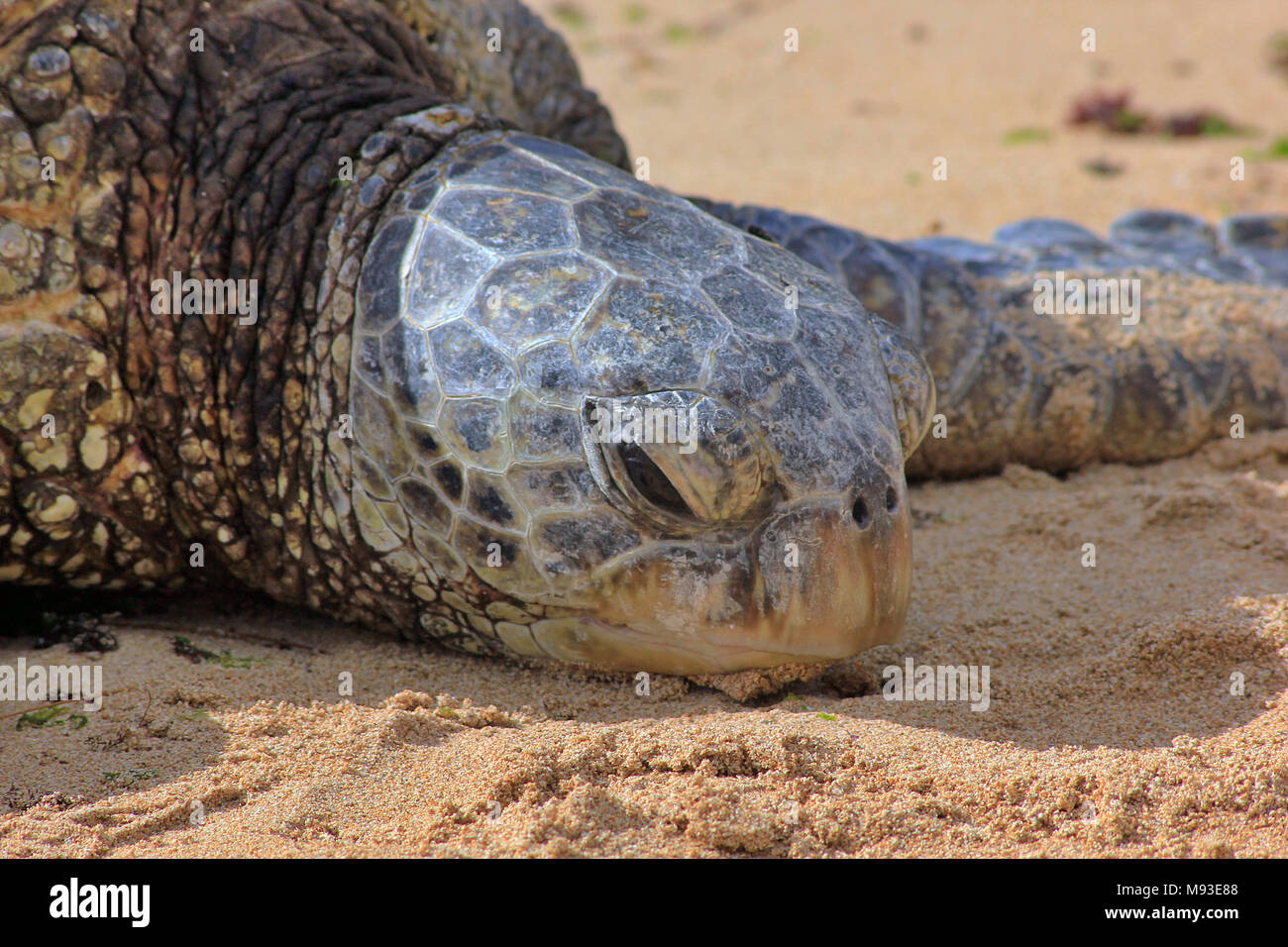 Close-up face shot of a Green Sea Turtle (Chelonia midas) on a beach in ...