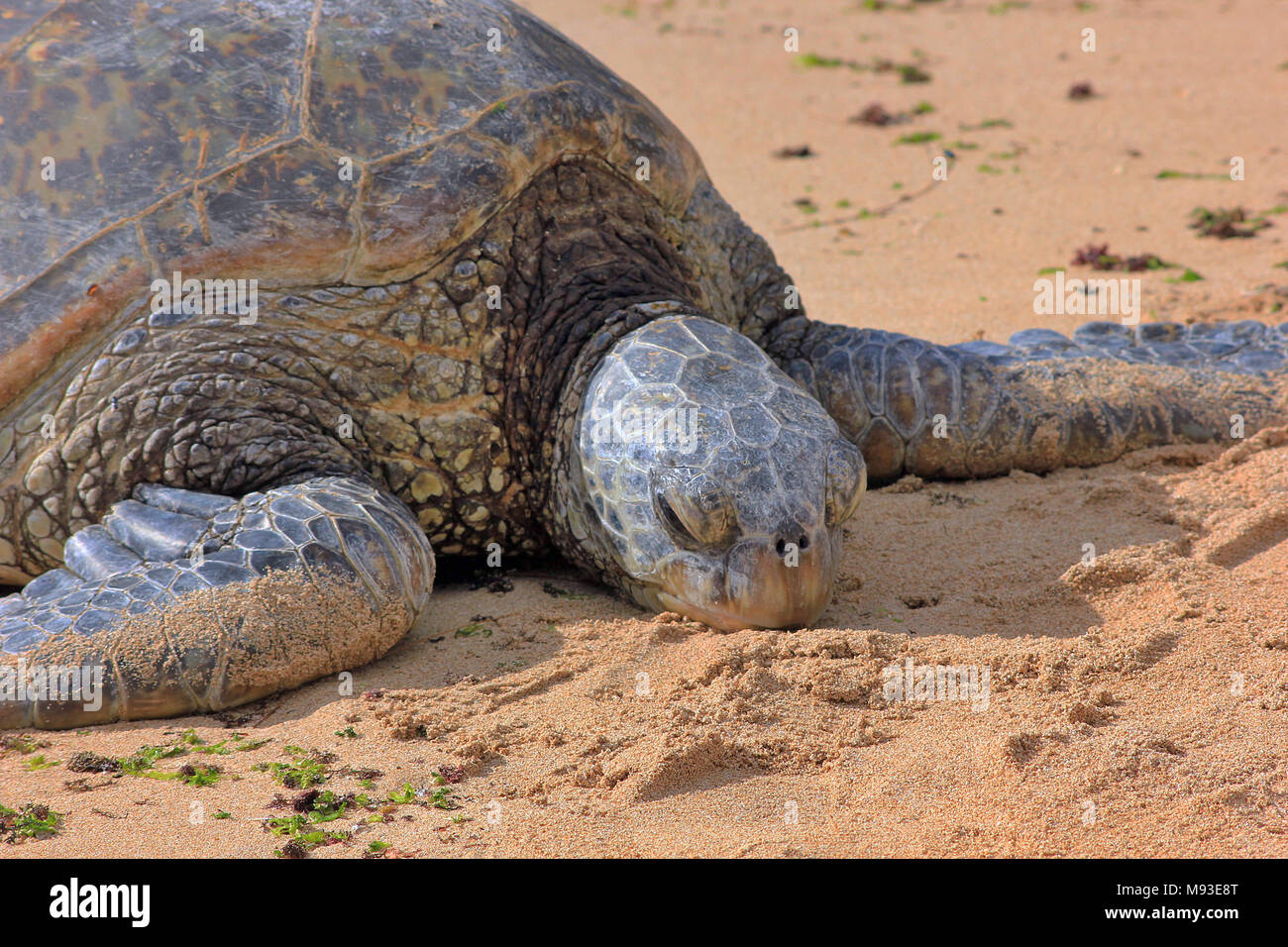 Green Sea Turtle (Chelonia midas) on a beach in Haleiwa, on the North ...