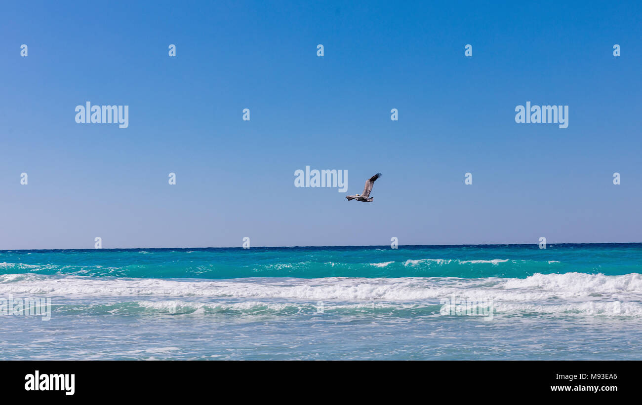 Beautiful tropical beach of Varadero in Cuba, pelican flying over the ...