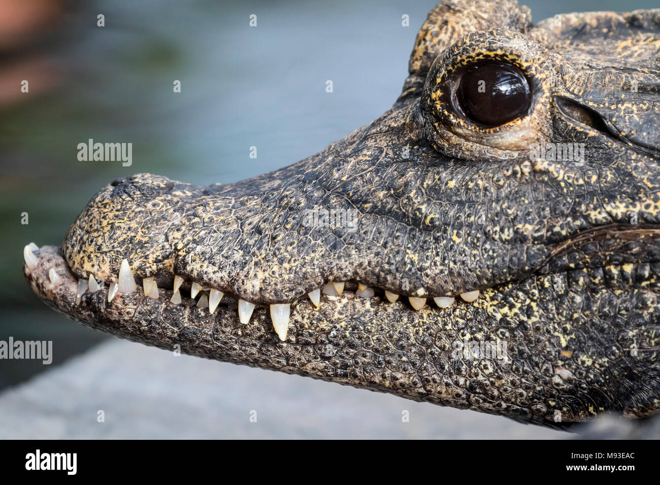 Eye of a crocodile hi-res stock photography and images - Alamy