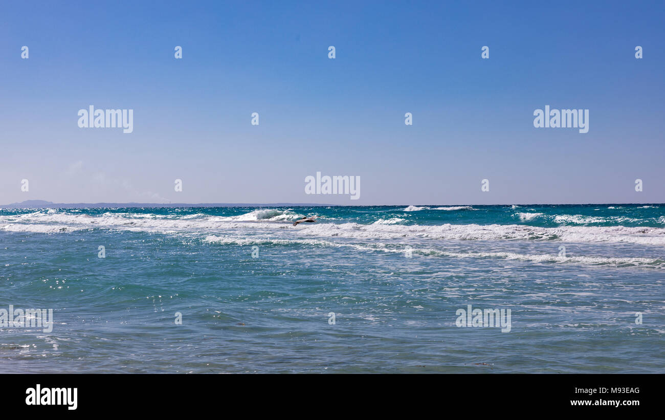 Beautiful tropical beach of Varadero in Cuba, pelican flying over the ...