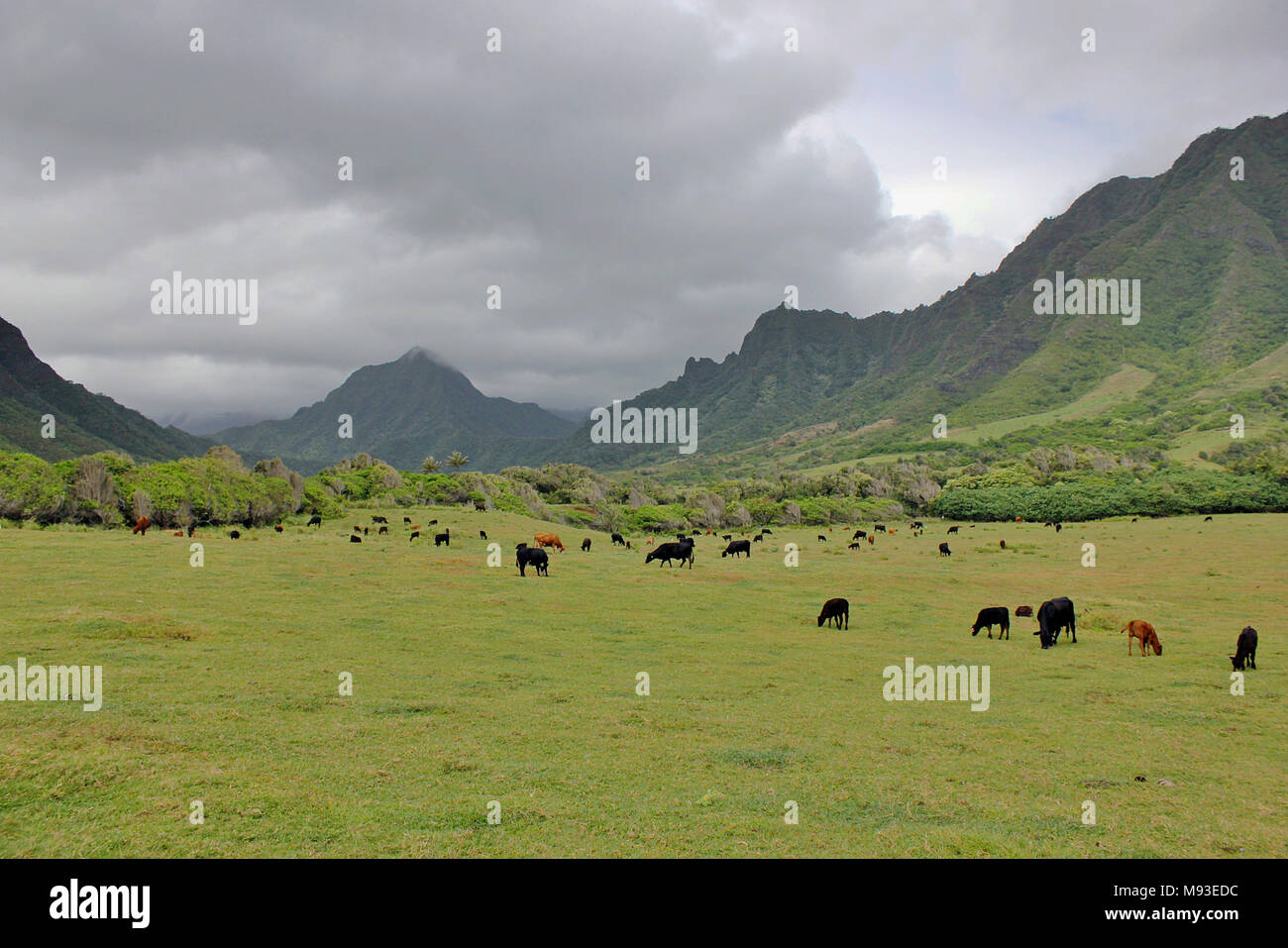 Cattle in the Kaaawa Valley on the island of Oahu, Hawaii, just outside ...