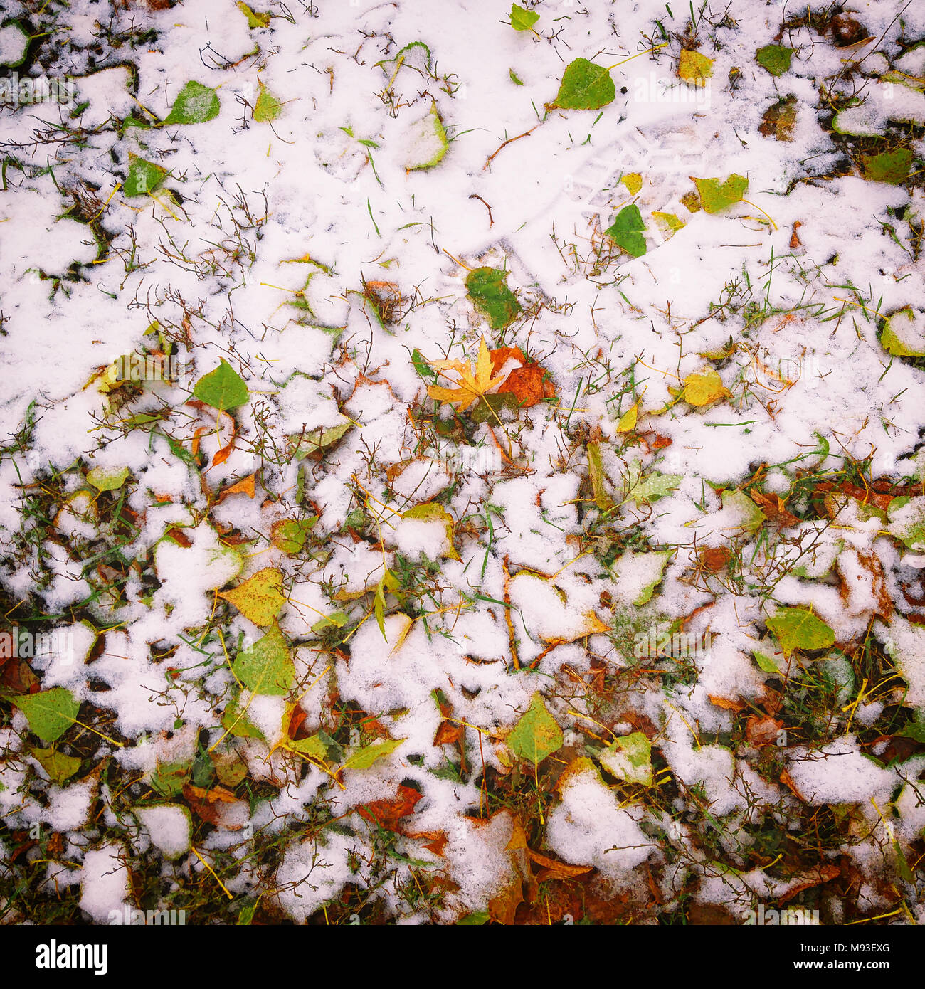 Autumn leaves and snow Stock Photo - Alamy
