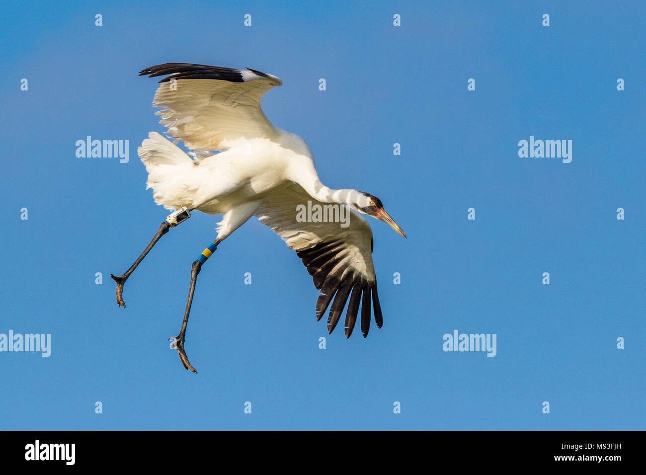 North american endangered species whooping crane hi-res stock ...