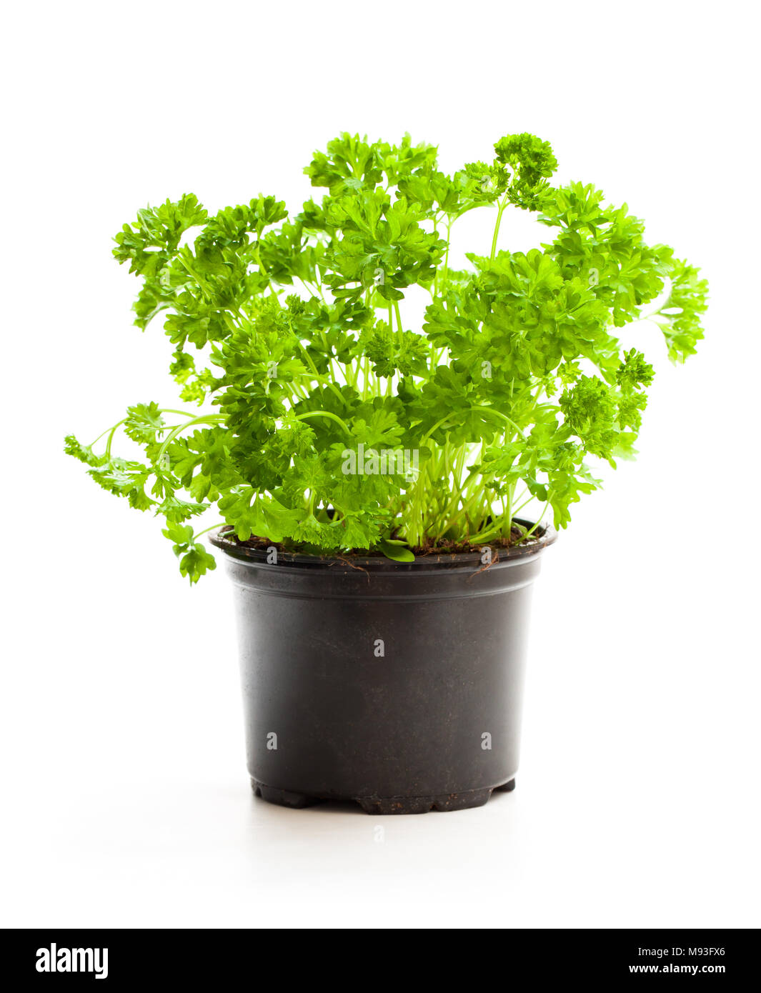 Curly parsley in pot hi-res stock photography and images - Alamy