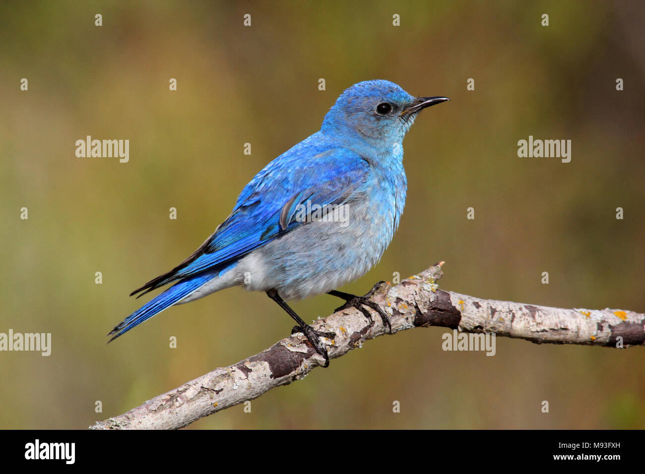 Zoology birds hi-res stock photography and images - Alamy