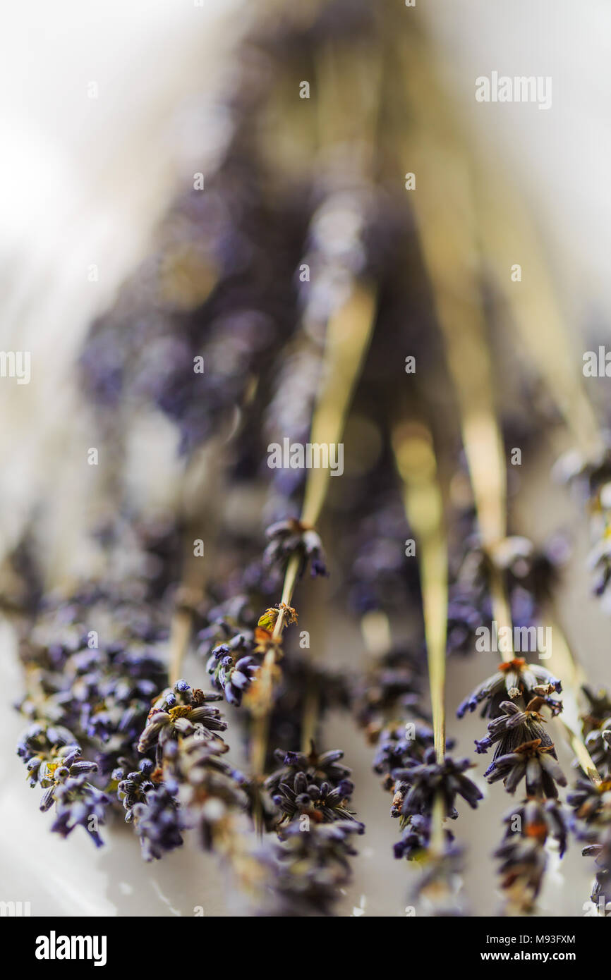 Purple dried lavender on display in natural light window Stock Photo ...