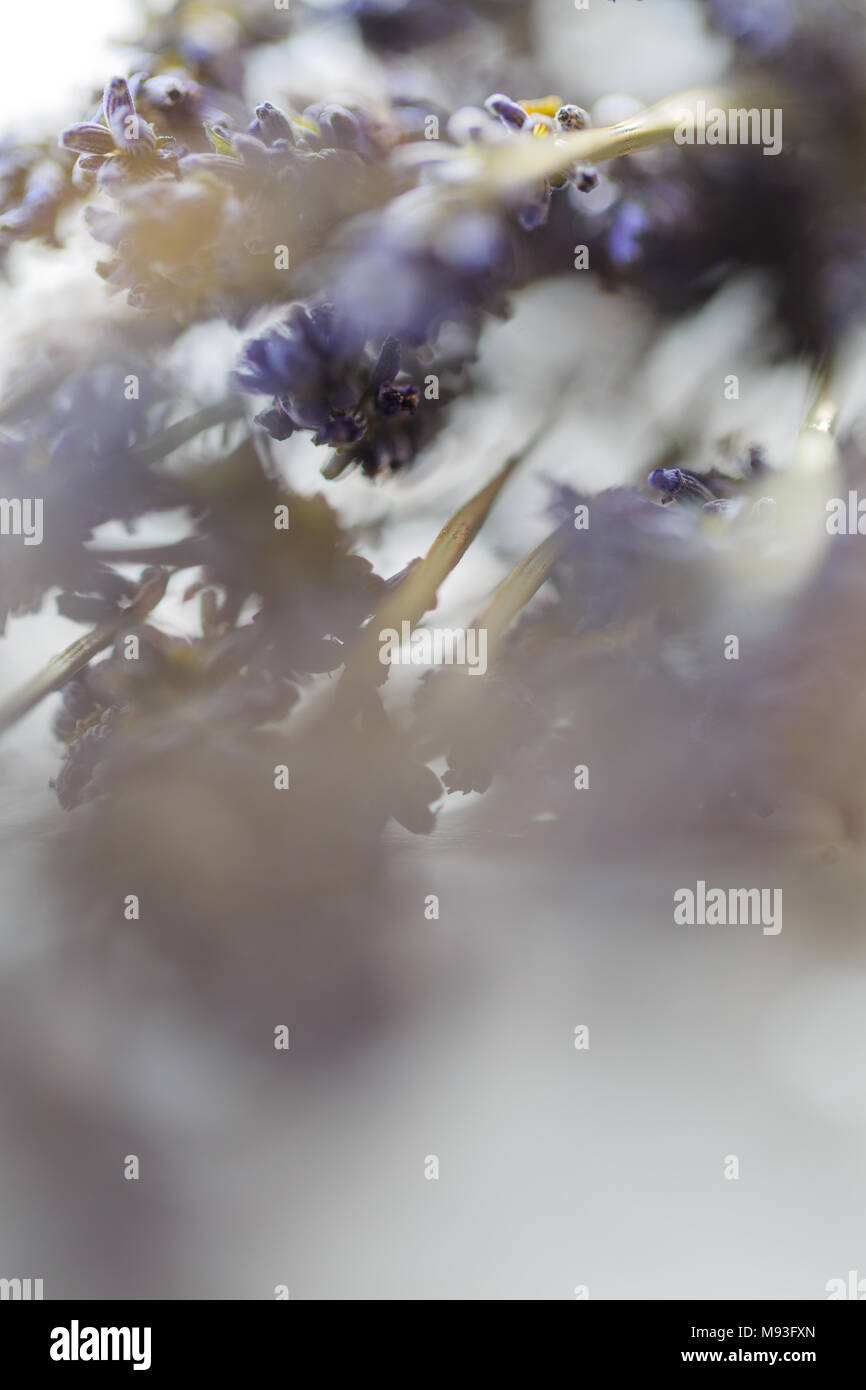 Purple dried lavender on display in natural light window Stock Photo ...