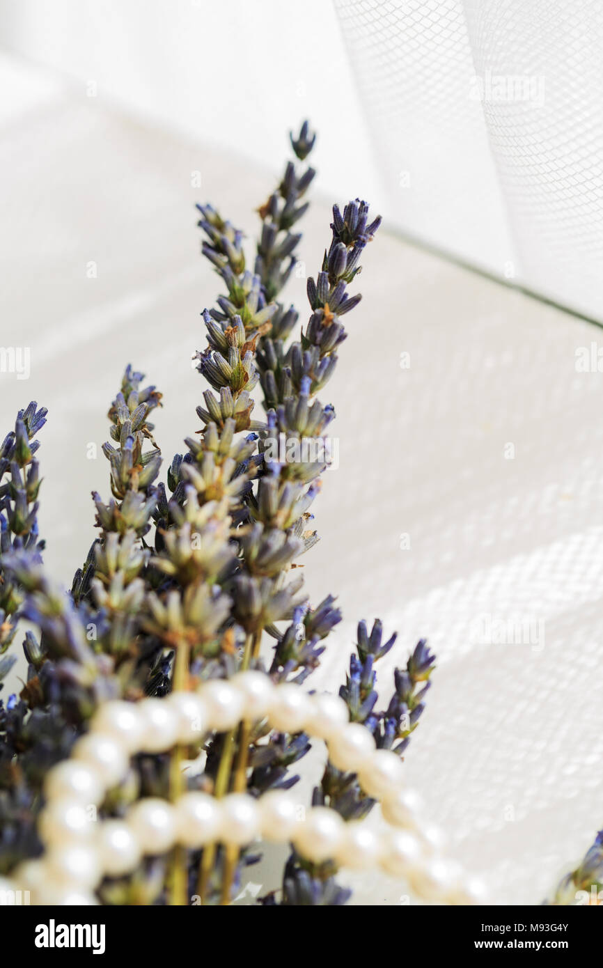 Purple dried lavender on display in natural light window Stock Photo ...
