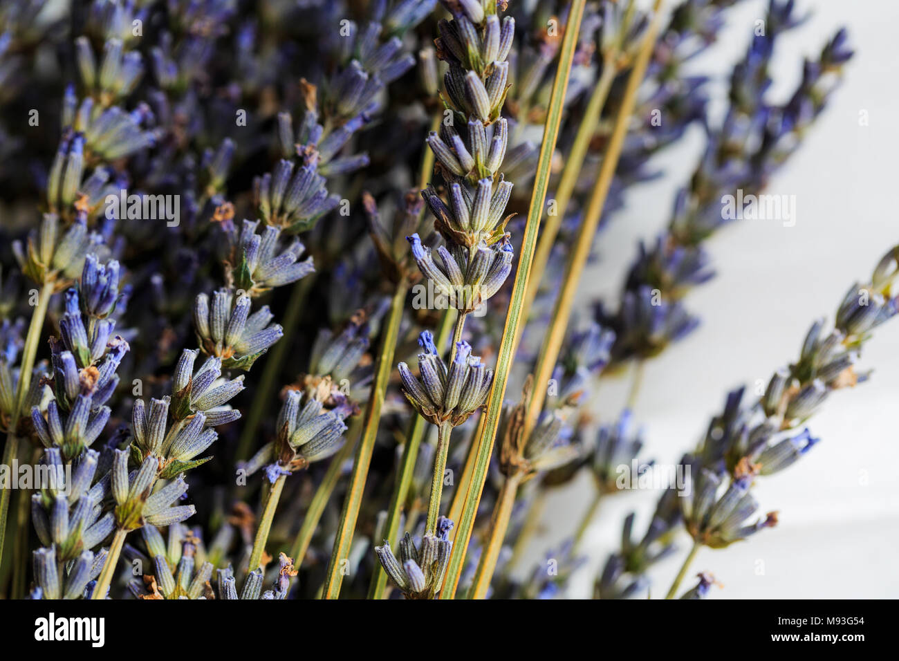 Purple dried lavender on display in natural light window Stock Photo ...